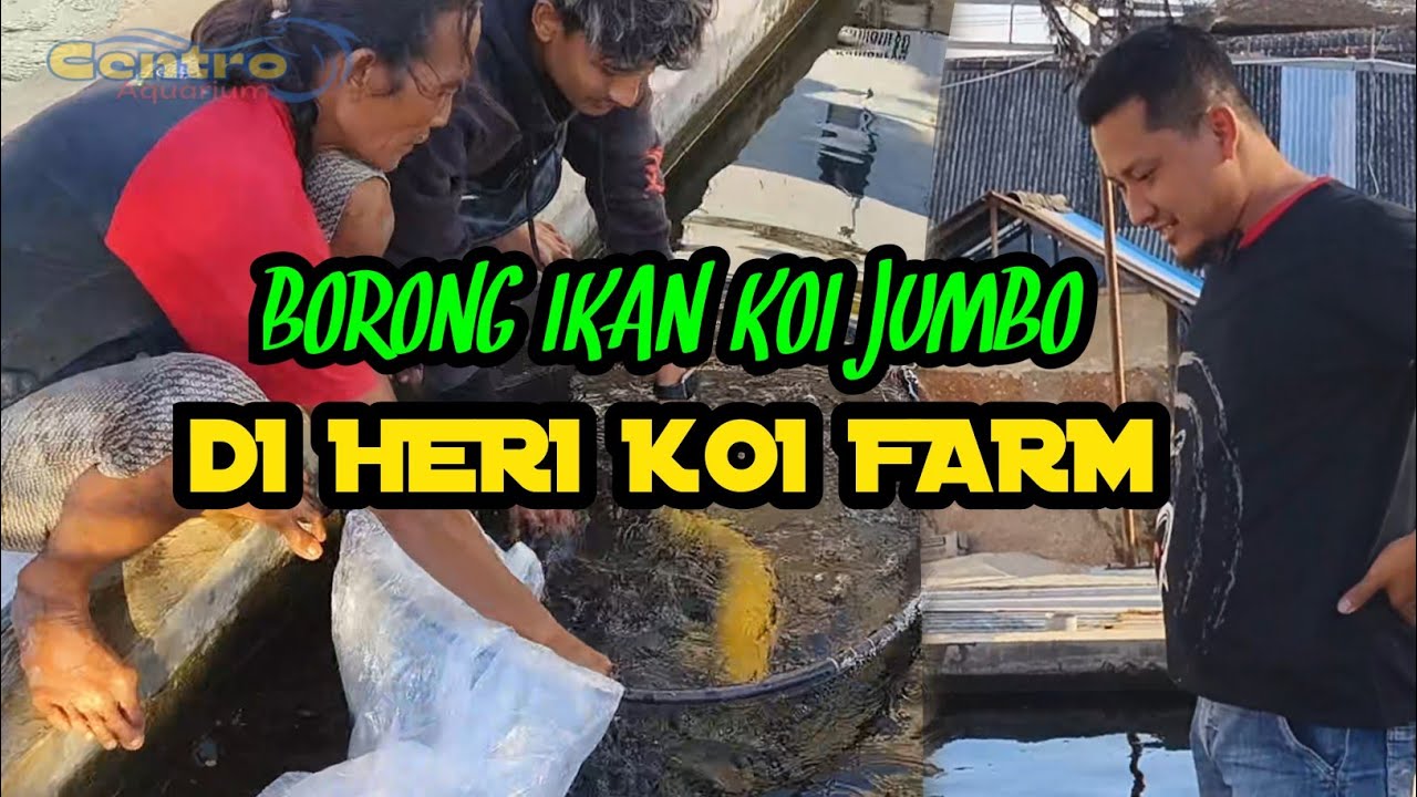 💥BORONG IKAN KOI JUMBO DI HERI KOI FARM - YouTube
