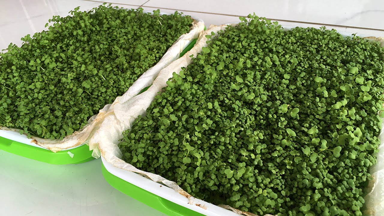 Growing mini sprouts - The best way is that your sprouts will grow ...