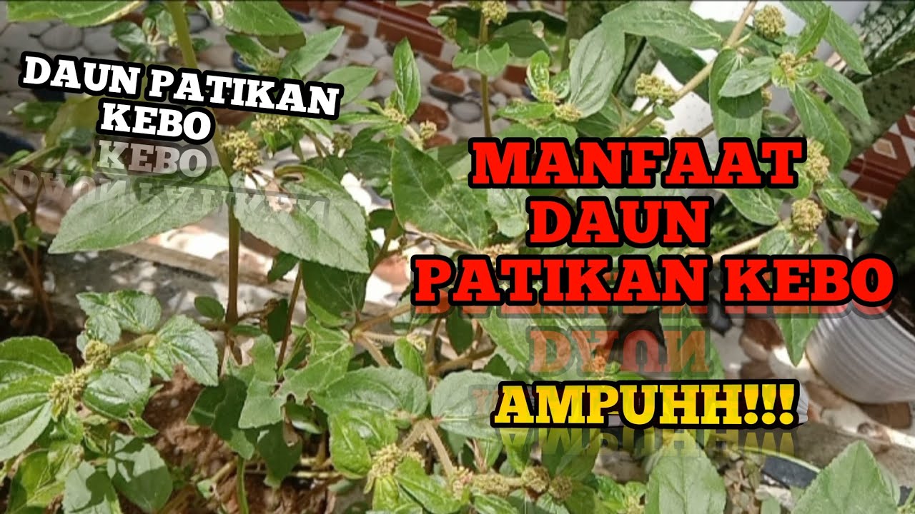 MAMFAAT DAUN PATIKAN KEBO||BAROKAH CHANNEL - YouTube