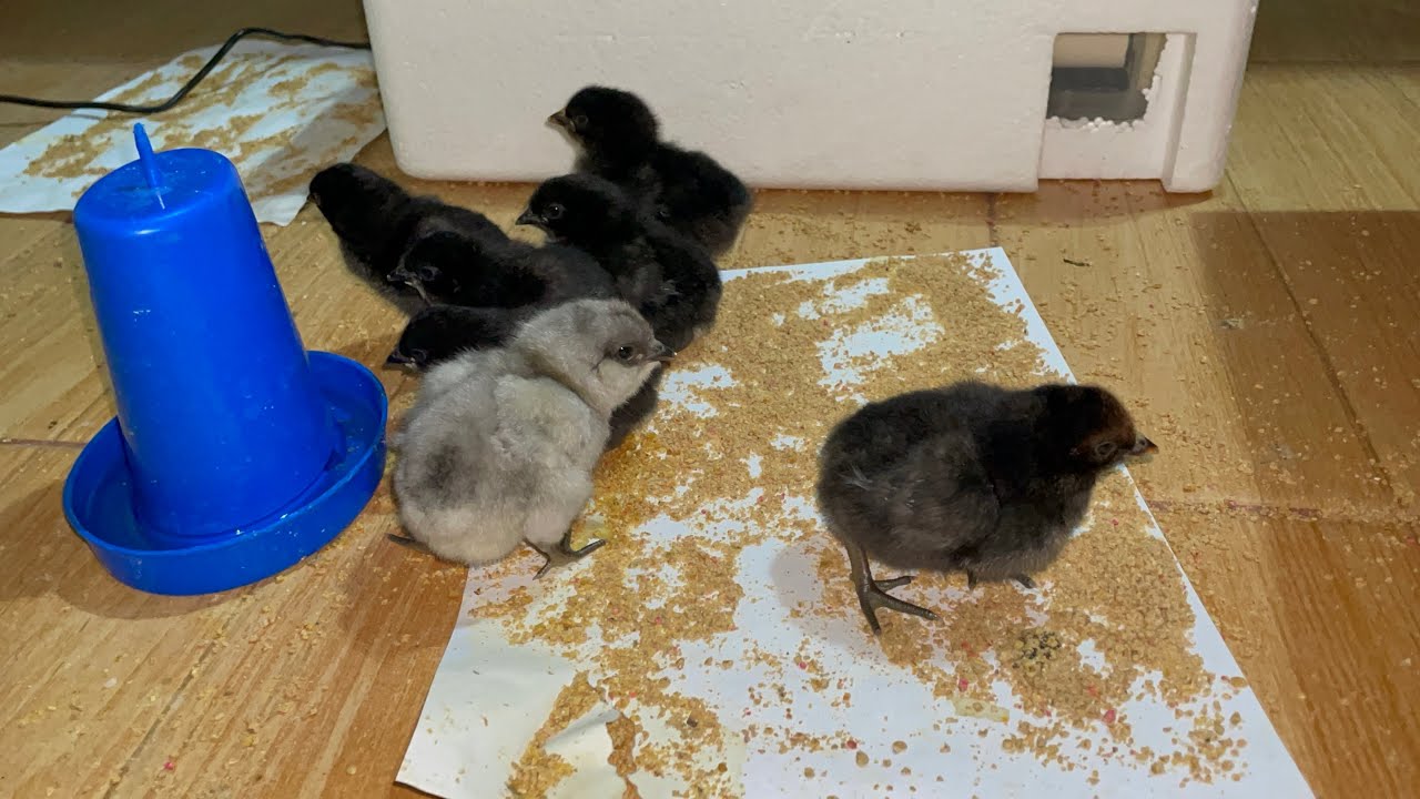 Estrategia para cuidar pollitos bebés sin que se moeran - YouTube