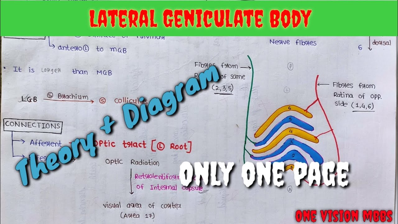 Lateral Geniculate Body| Theory + Diagram, Only in one page - YouTube