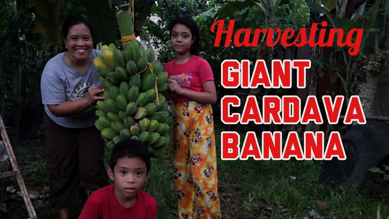 HARVESTING CARDAVA BANANA I NEW IDEA HOW TO HARVEST I Maryesha vlogs ...