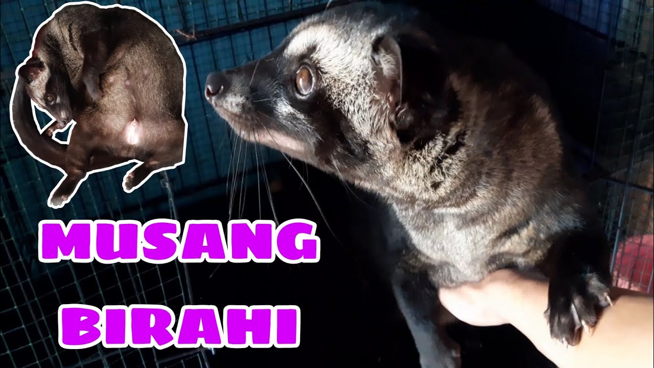 APAKAH KARAKTER MUSANG BERUBAH SAAT BIRAHI?? - YouTube