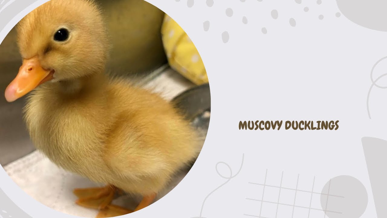 One day old Muscovy ducklings 🐥| For sale - YouTube