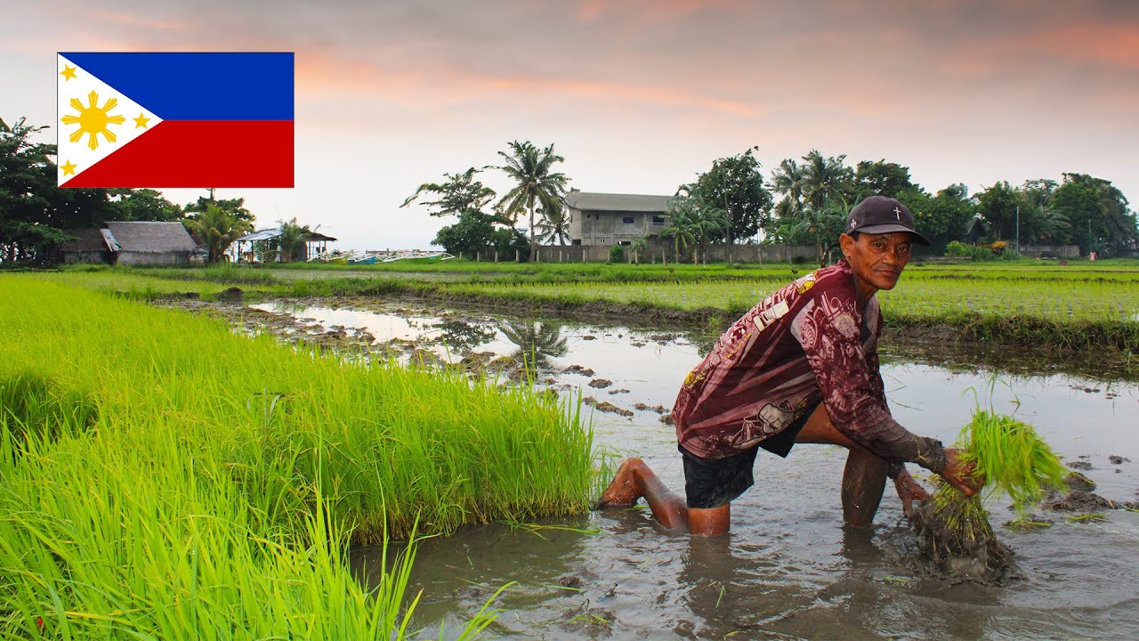 Planting Rice on the Beach in the Philippines. Humble mornings in Bohol ...