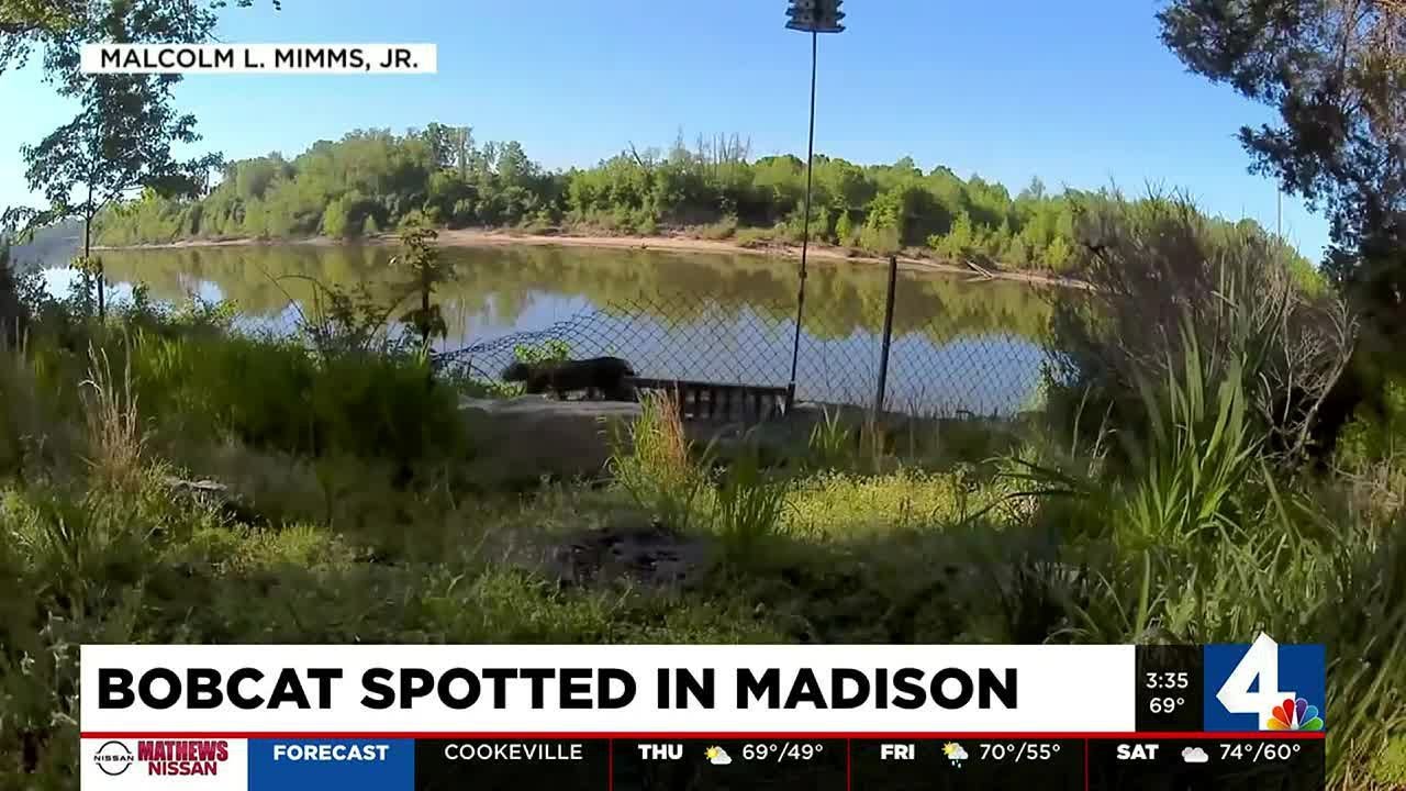 Another bobcat spotted in Madison - YouTube