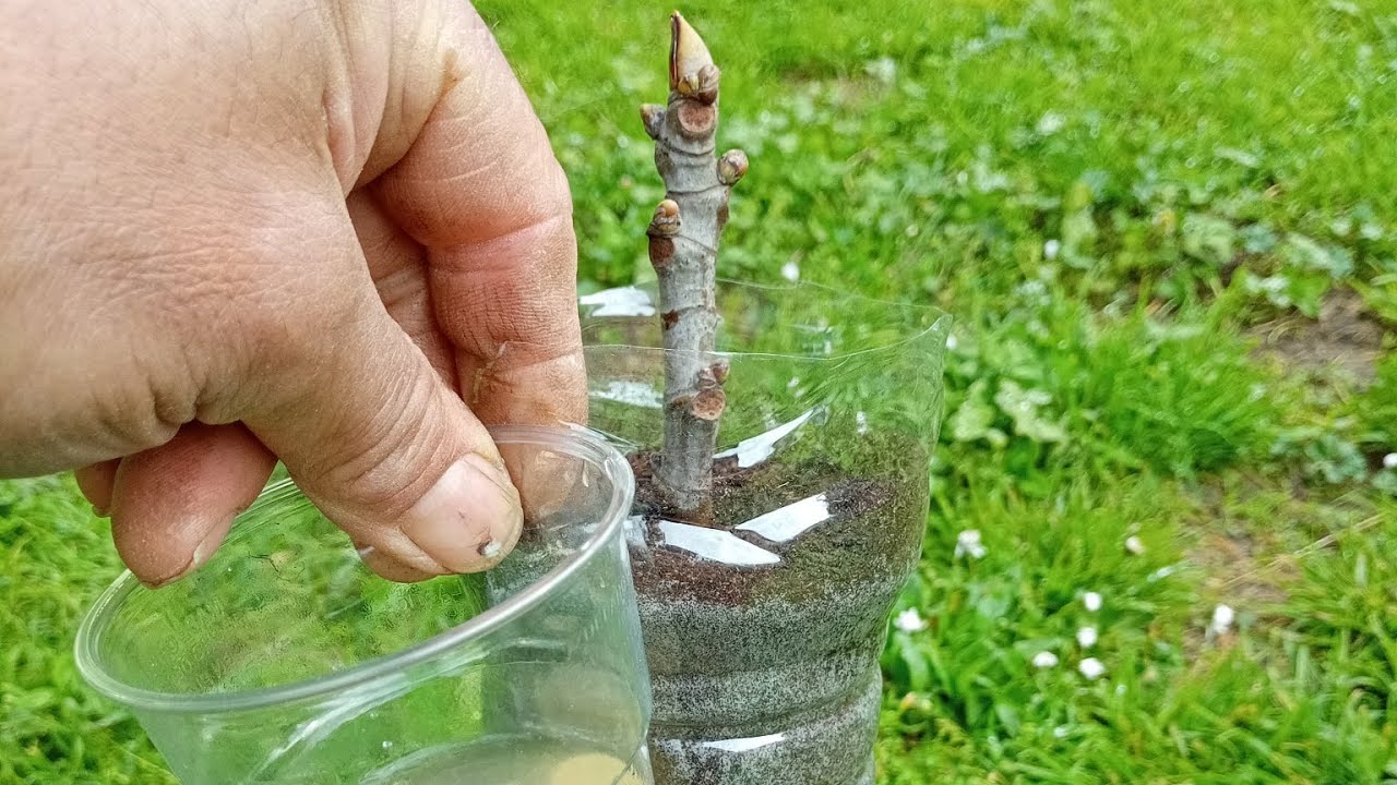 TALEA SUL FICO IN RIPRESA VEGETATIVA (marzo) CON IL MACERATO DI SALICE ...