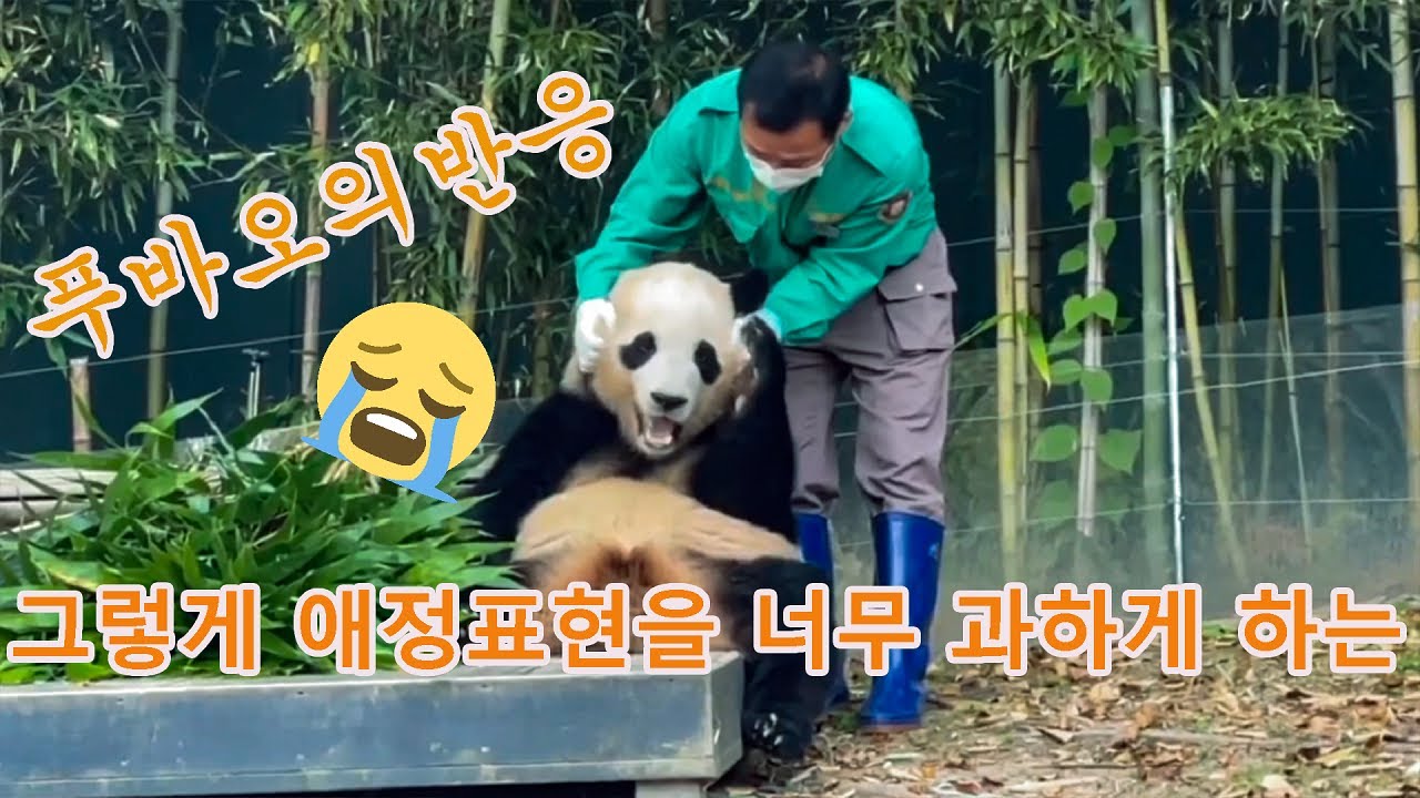 푸바오의반응ㅠㅠ강 할아버지그렇게 애정표현을 너무 과하게 하는ㅋㅋㅋㅋㅋㅋㅋㅋㅋ Youtube