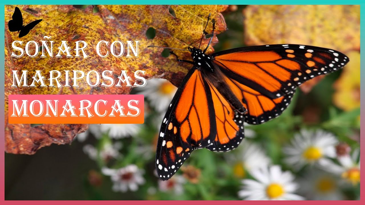SOÑAR CON MARIPOSAS MONARCAS 🦋 SIGNIFICADO DE SOÑAR CON MARIPOSAS ...