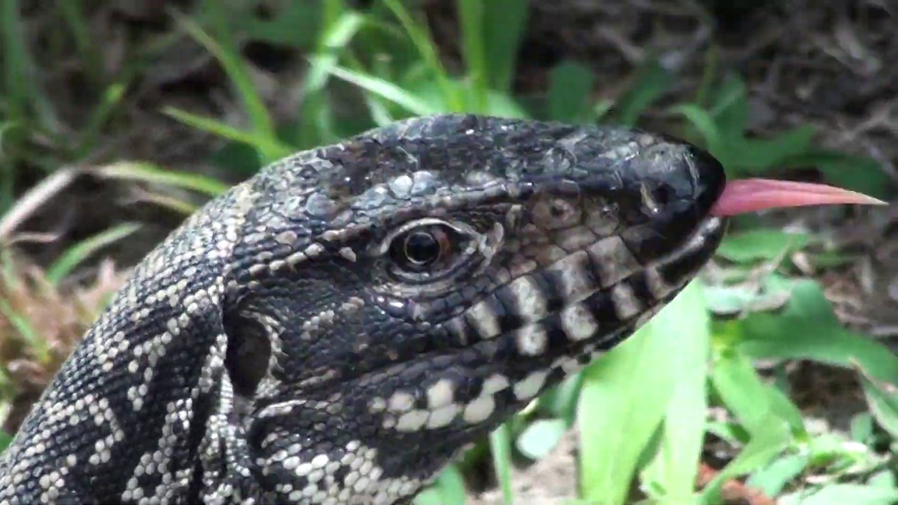 Iguana (lagarto overo) en Córdoba - Año 2019 - YouTube