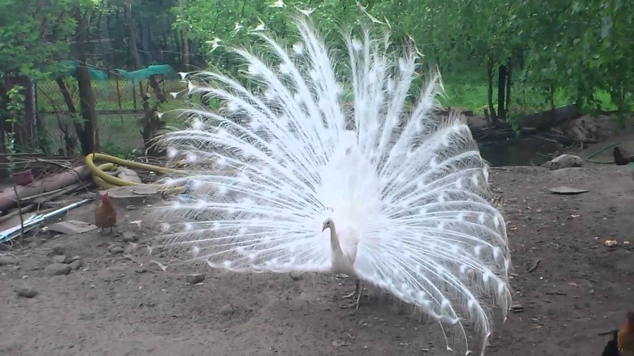 Paw albinos - YouTube