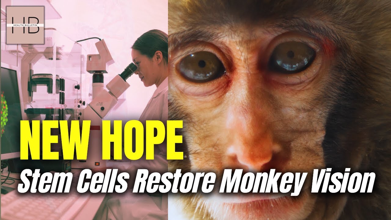 JAPAN: Scientists Restore Monkey Vision with Human Stem Cells - YouTube