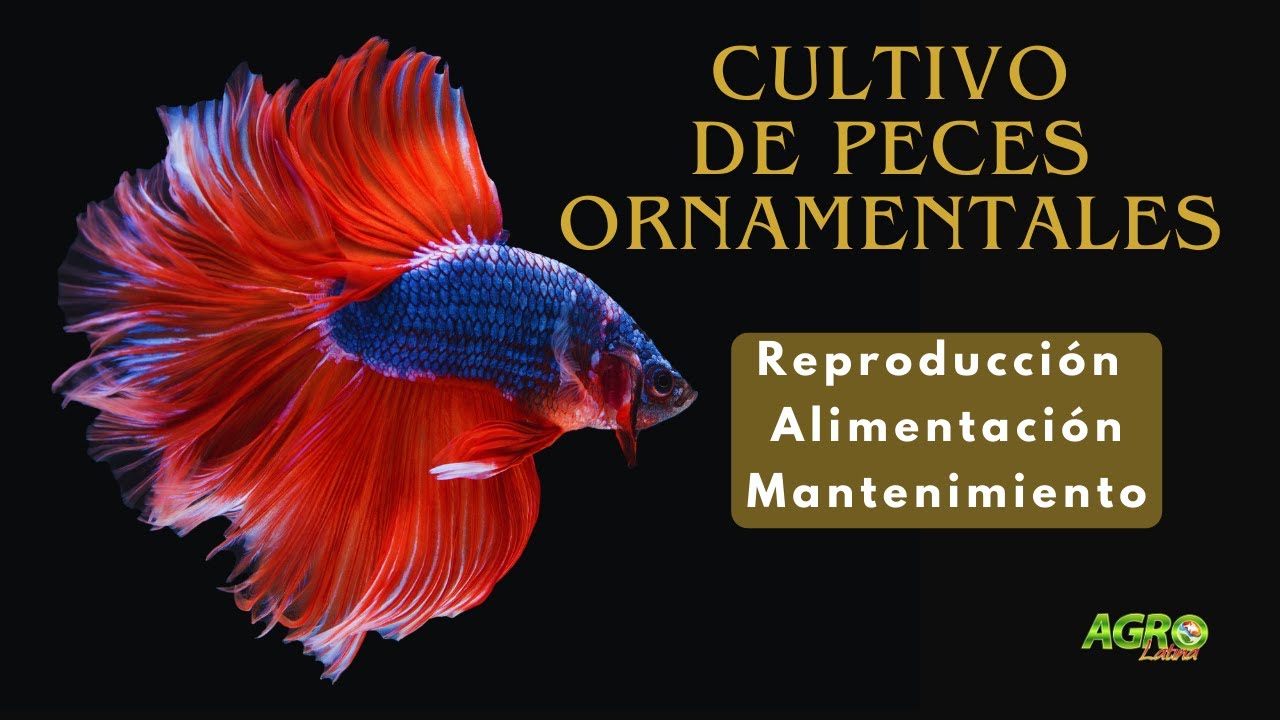 CULTIVO DE PECES ORNAMENTALES Acuacultura, Piscicultura, Acuariofilia ...