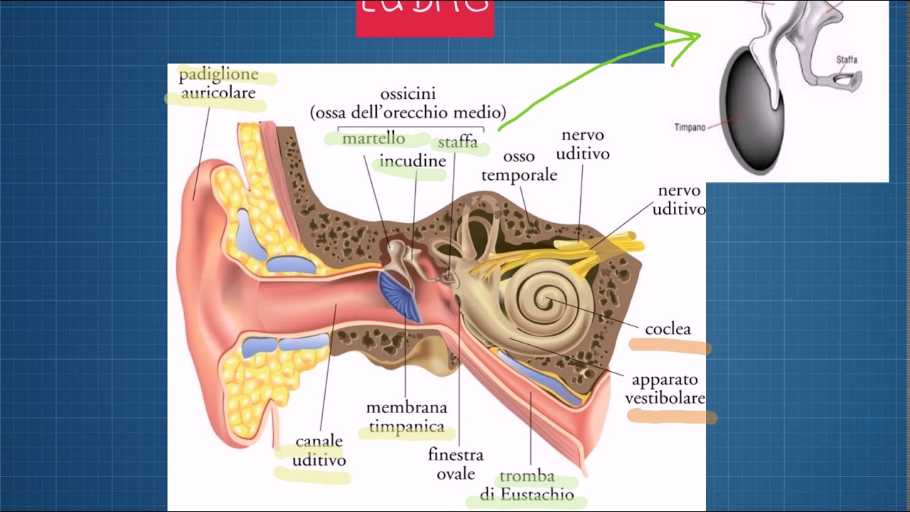 L'orecchio e l'udito - I cinque sensi - YouTube
