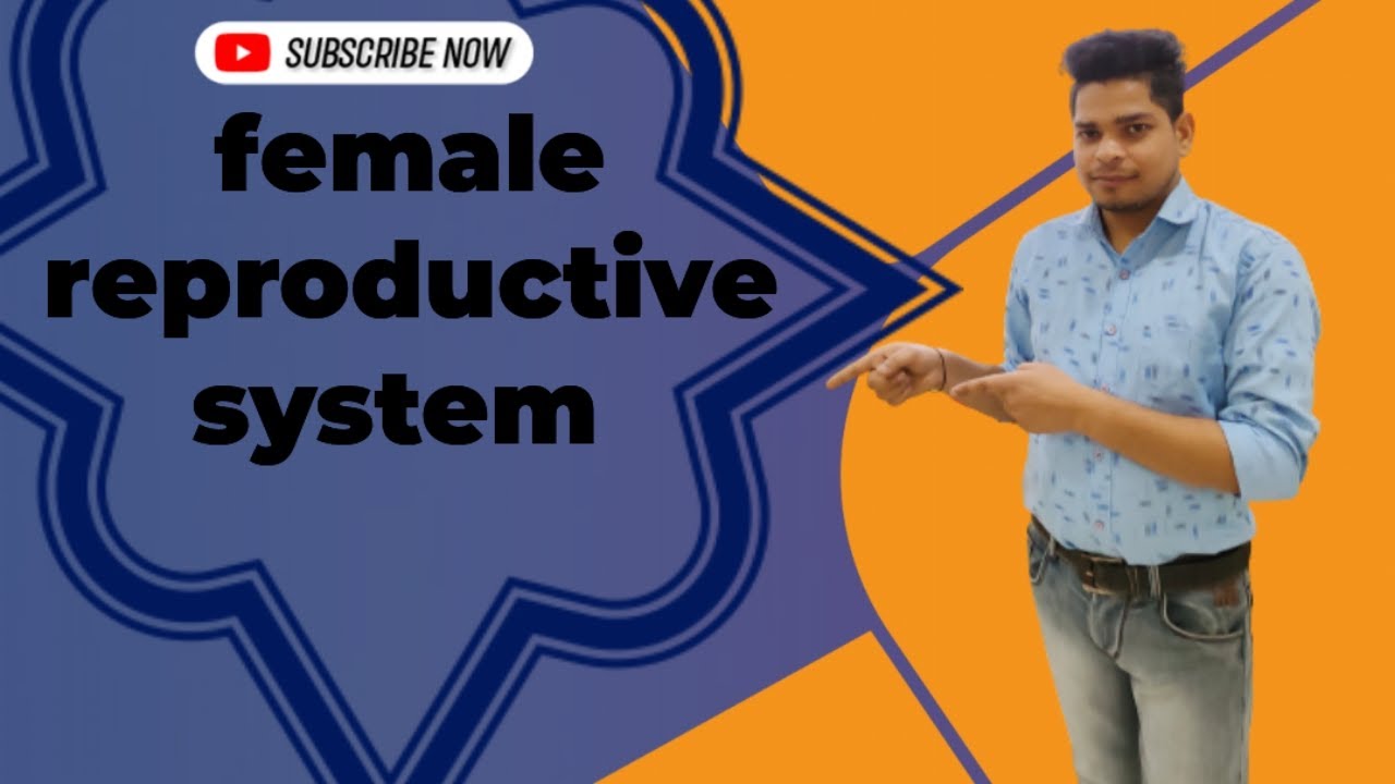 female reproductive system || female reproductive organs || how to ...