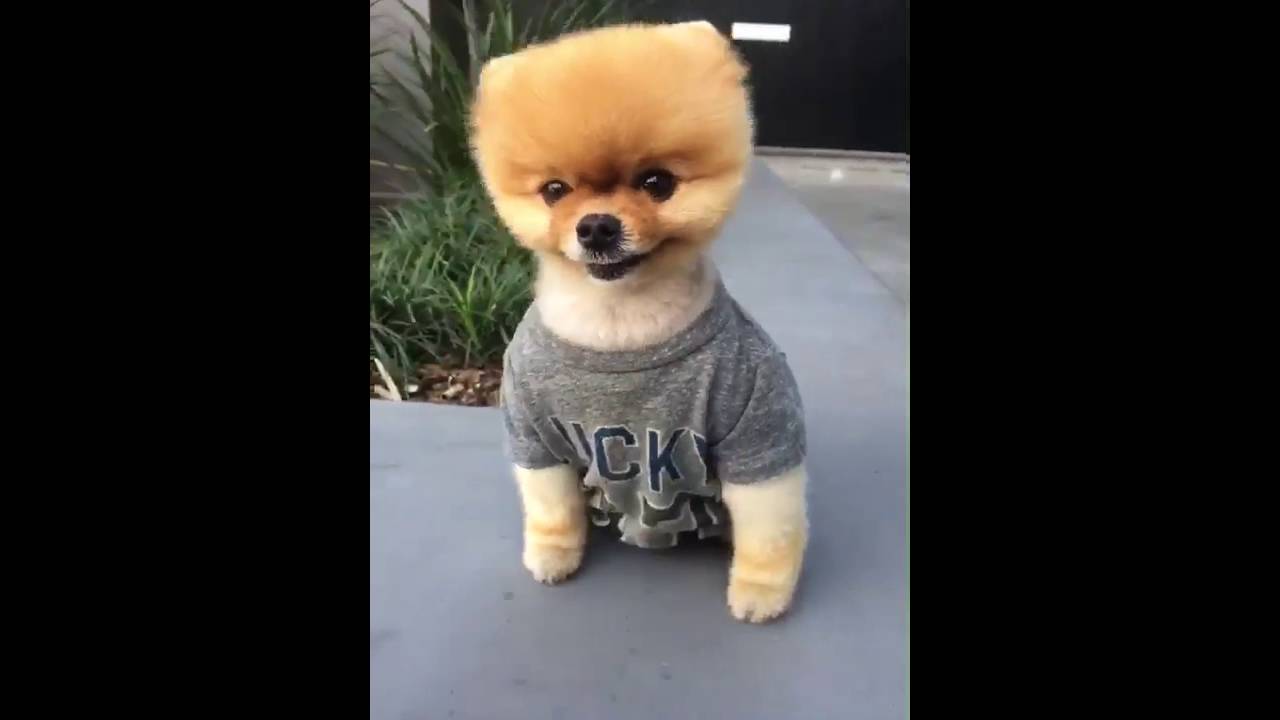 Camdab:jiffpom - YouTube