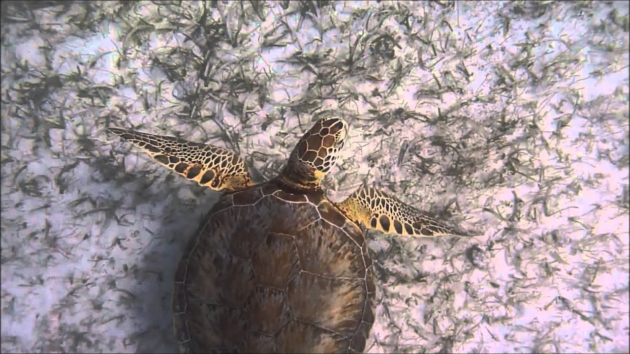 Yet another turtle movie - YouTube