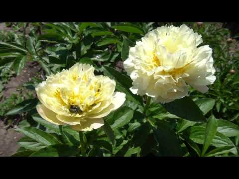 Пион Земина - Zemina  MIELY 2007