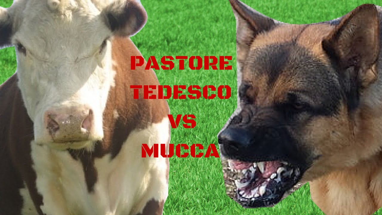 Pastore Tedesco VS Mucca con Darko - YouTube