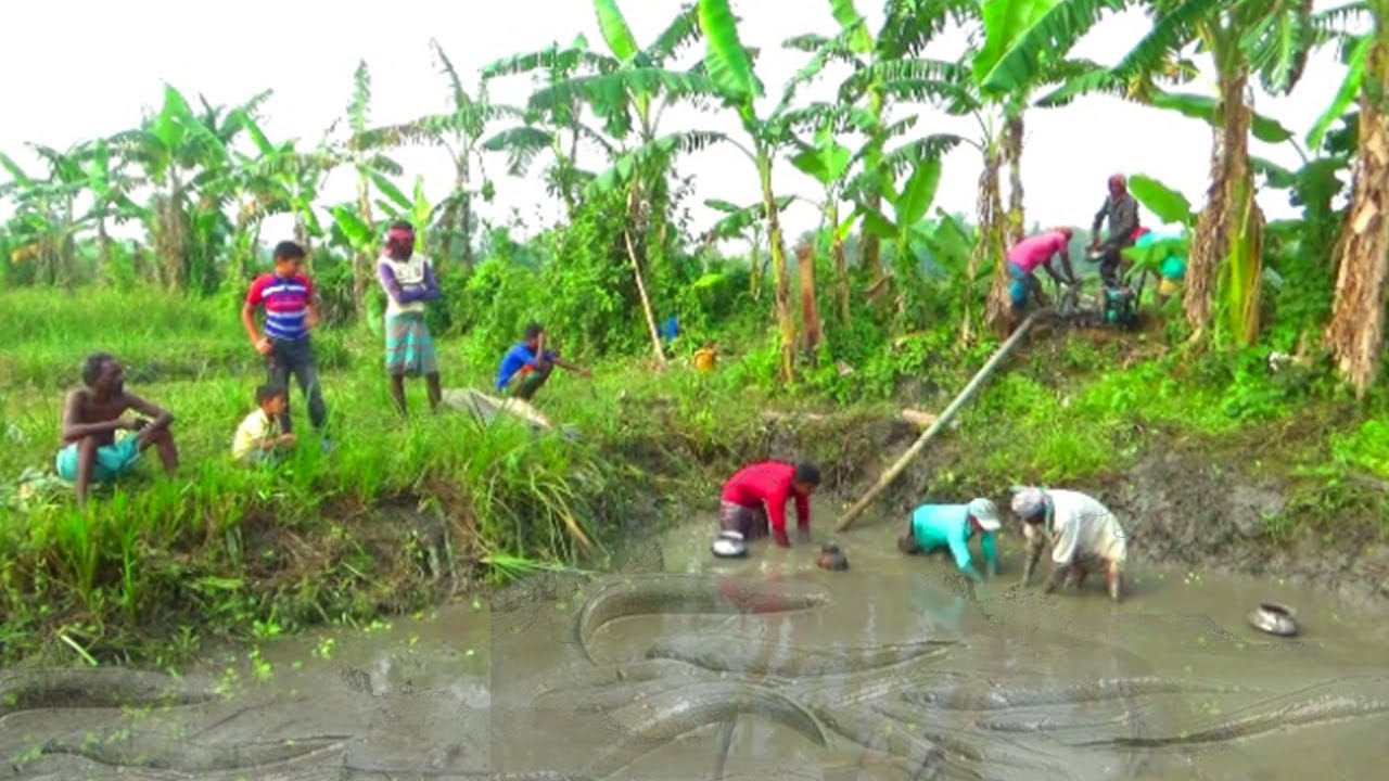 Amazing Village Fishing | Asian Traditional Hand Fishing From Mud Water ...
