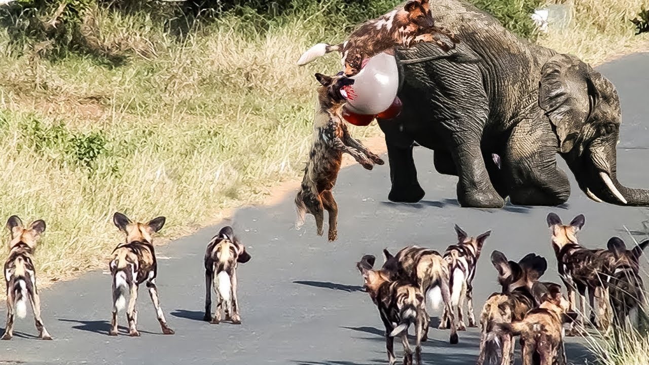 Look What Happens When The stupid Wild Dog Hunts The Wrong Prey || Wild ...