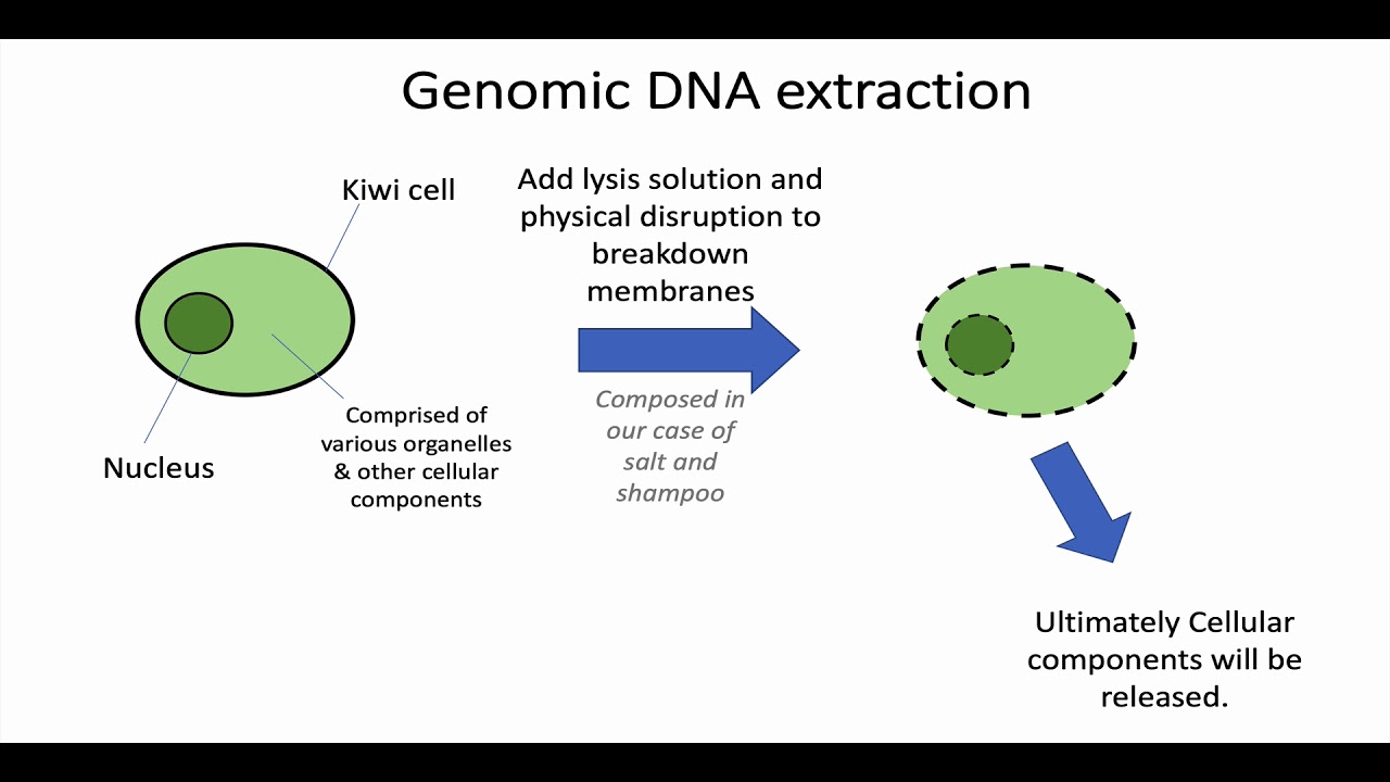 Pre-practical video: DNA extraction - YouTube