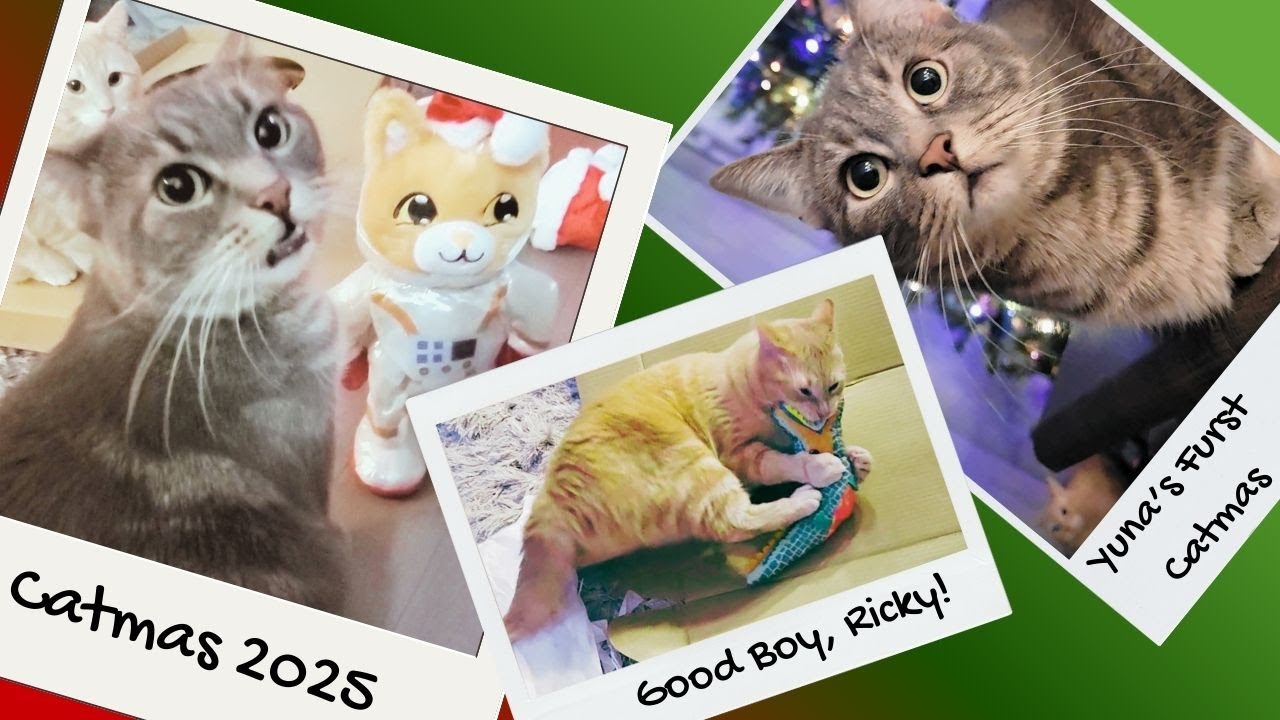 Catmas 2025 Purrcious Meowmories #cats - YouTube