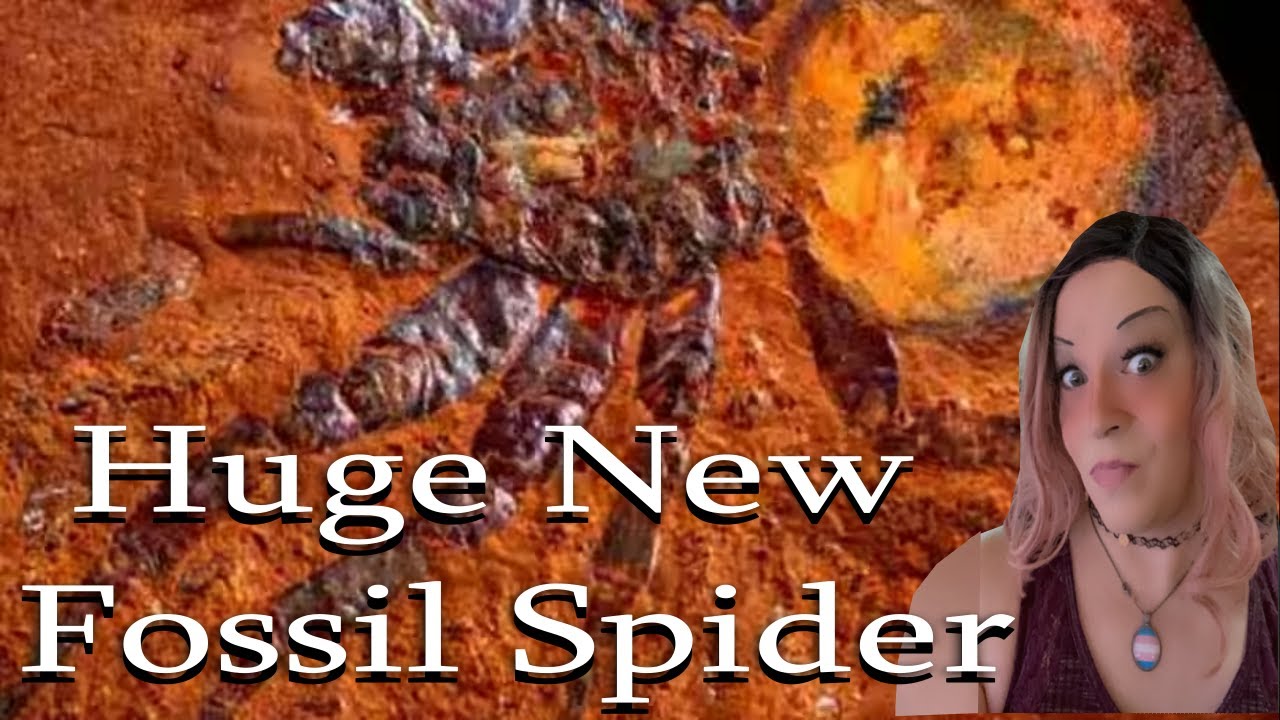 NEW Giant Spider Fossil Just Dropped! - PaleoPeek || Megamonodontium ...