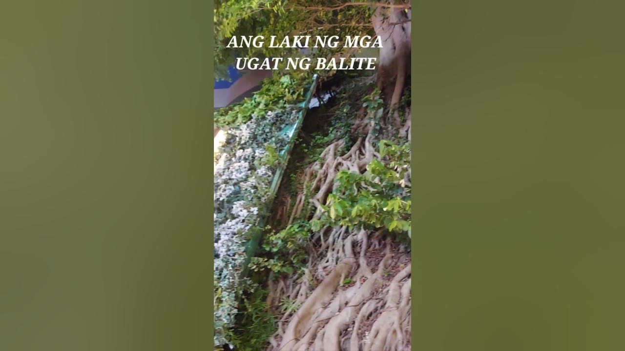 PUNO NG BALITE - YouTube