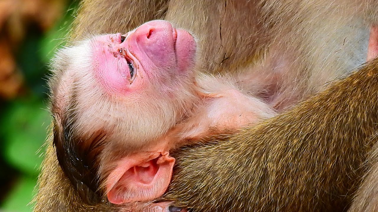 LOOK SO CUTE NEWBORN BABY FALLING SLEEP WITHOUT MILK. WHY LUNA NOT LET ...