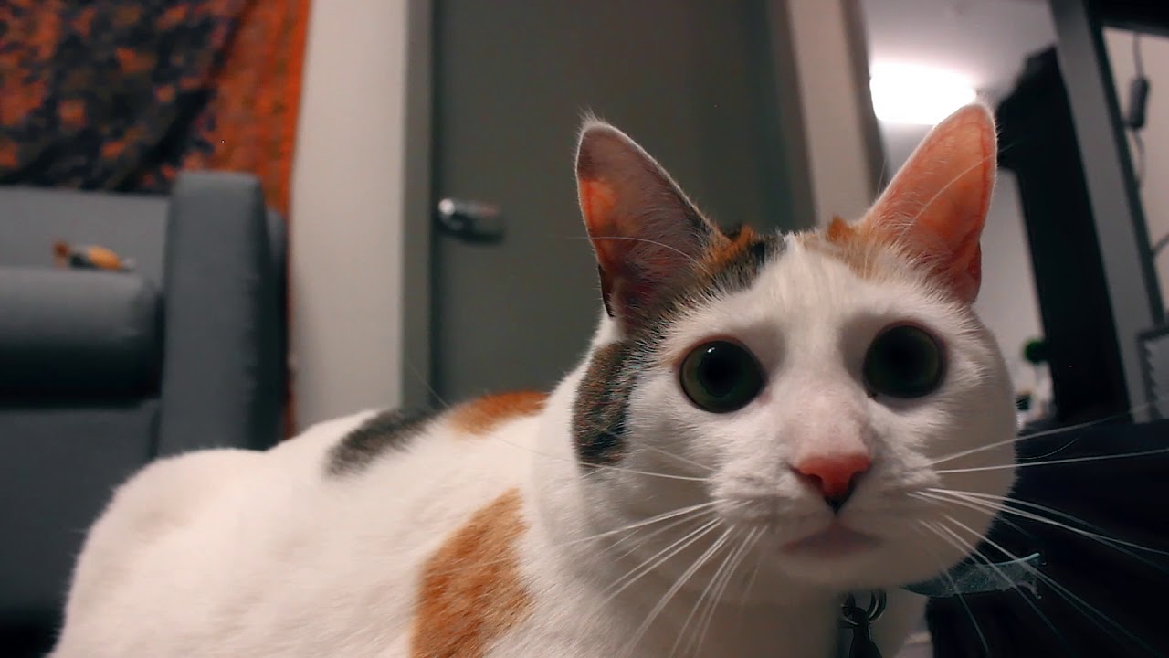 winter-the-college-cat-documentary-youtube