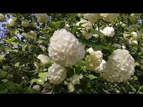 May ayında qar topaları ) Seslere diqqet / Gulun adı-Калина Бульденеж