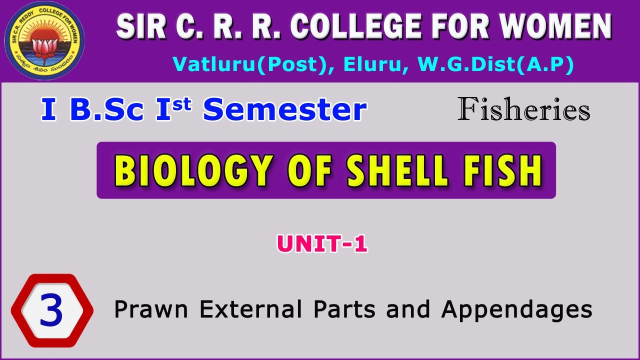 3. BSc 1/2 - Biology of Shell Fish - Unit 1 - Prawn External Parts and ...