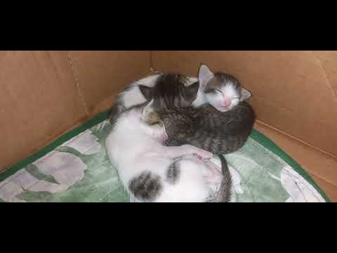 Cute Puspin Kittens - YouTube