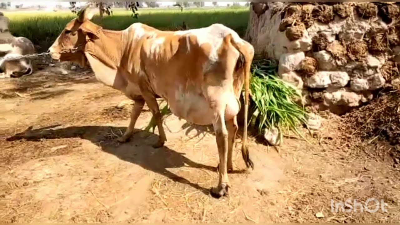 Inguinal hernia in cow - YouTube