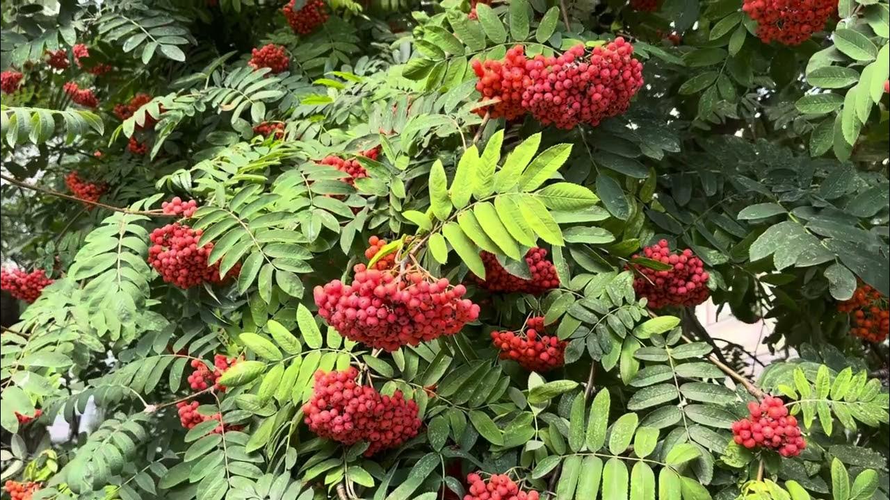 Перестановки в Росмолодежи - YouTube