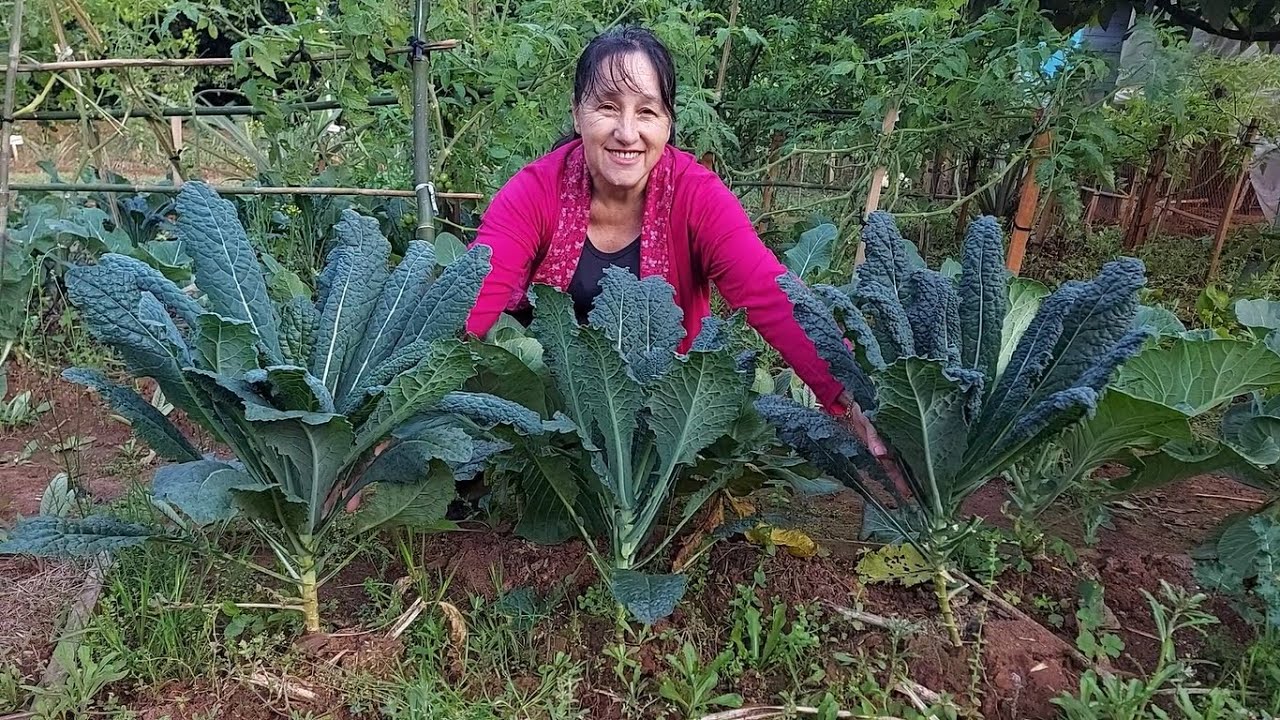 COUVE FLORIBELA: UMA COUVE DIFERENTE E MUITO SABOROSA! - YouTube