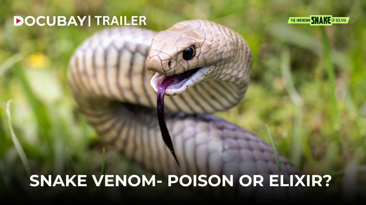 Hunt for the Deadliest Snake! | Documentary | WATCH NOW! - YouTube