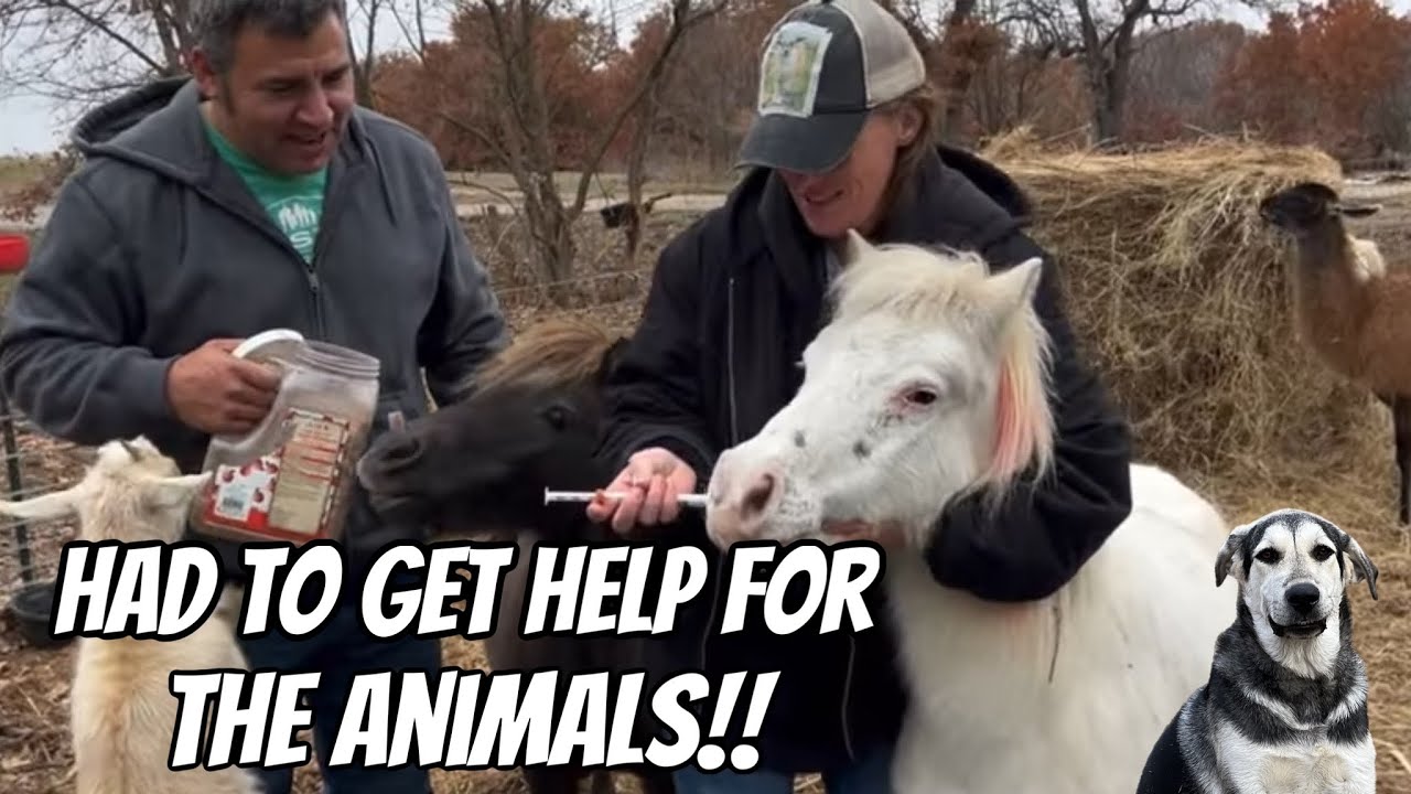 Had To Call For Help With The Animals!! - YouTube