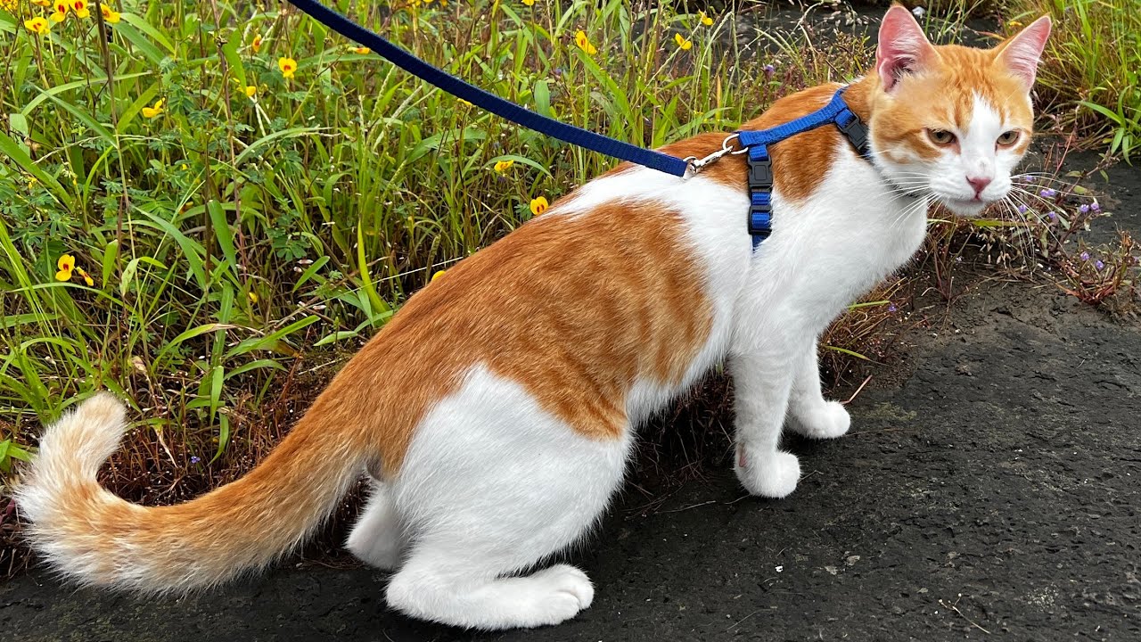 Unleashing the laughs: Funny cat videos that will make your day - YouTube