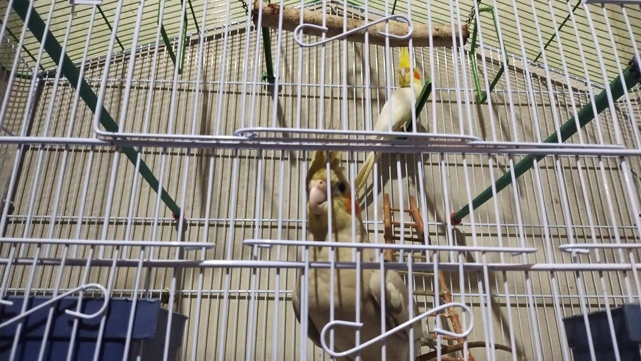 Cockatiel Singing| Cockatiel Bird Sound - YouTube