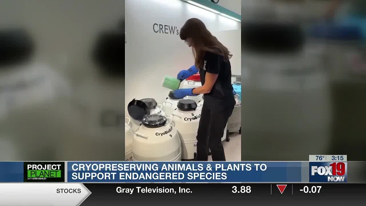 Cryopreserving plants, animals to support endangered species around the ...