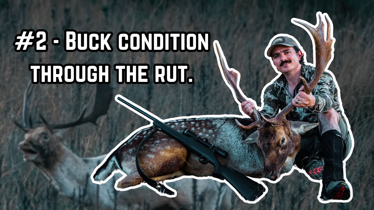 EATING RUTTY BUCKS - #2 - BUCK CONDITION - YouTube