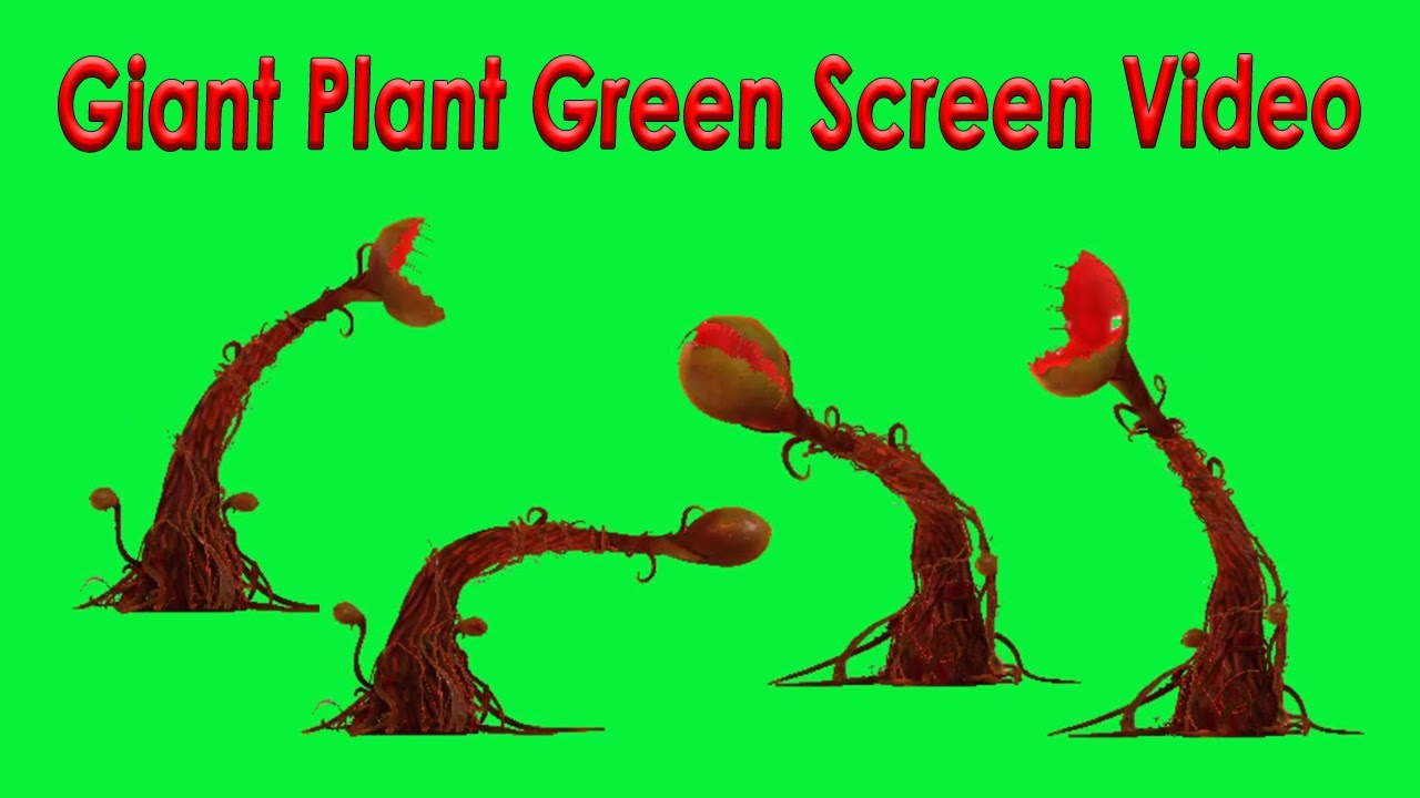 Giant Plant Green Screen Video - YouTube