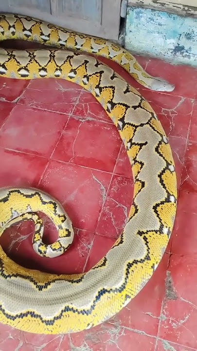 Python snake beautiful 😍😍😍😍😍. #reticulatedpython #snake #pythonsnake - YouTube