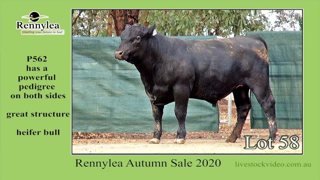 Lot 58 Rennylea 2020 - YouTube