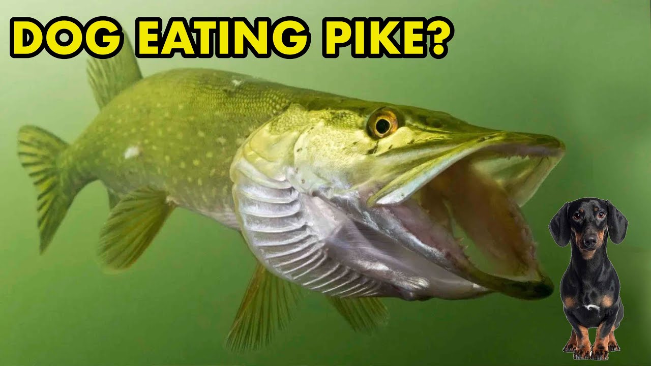 Can Pike Eat Dogs? : FISH MYTHS UK - YouTube