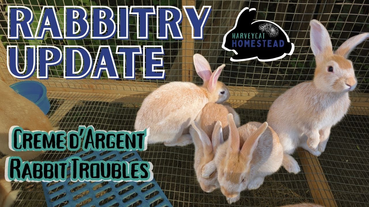 Should We Keep Our Creme d'Argent Rabbits? - YouTube