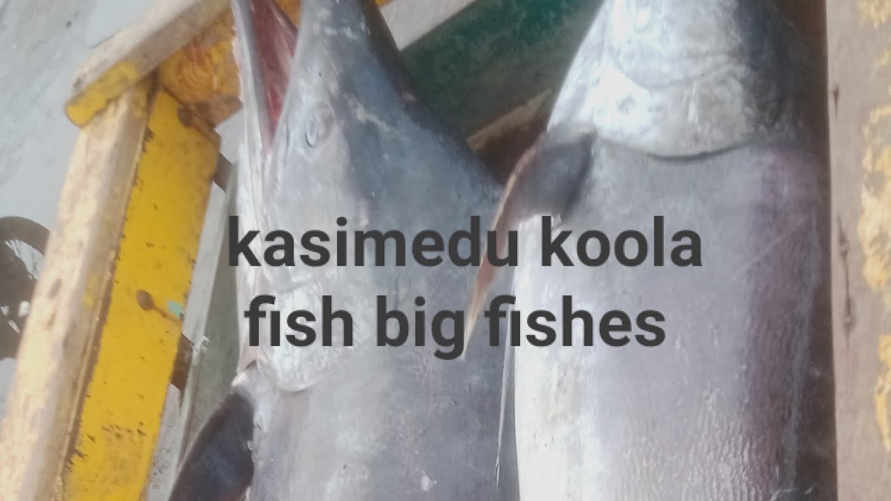 namma kasimedu fish market la today periya koola meen tha pakkuriga ...