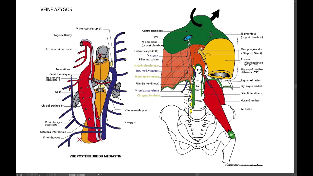 10 6 Système AZYGOS: rapport de l'oesophage - YouTube